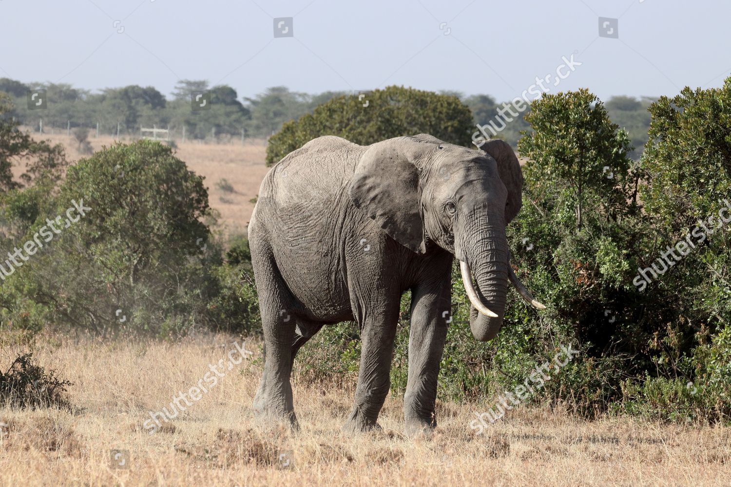 Elephant Ol Pejeta Conservancy Kenya Editorial Stock Photo - Stock ...