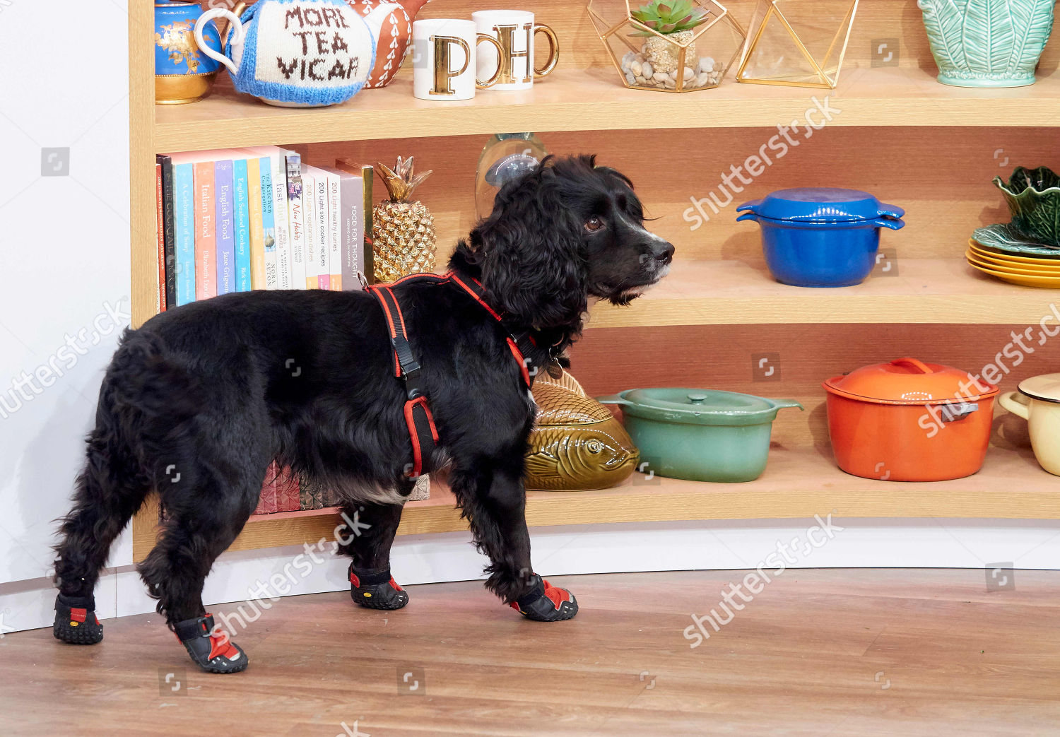Fire Dog Sherlock Editorial Stock Photo - Stock Image | Shutterstock