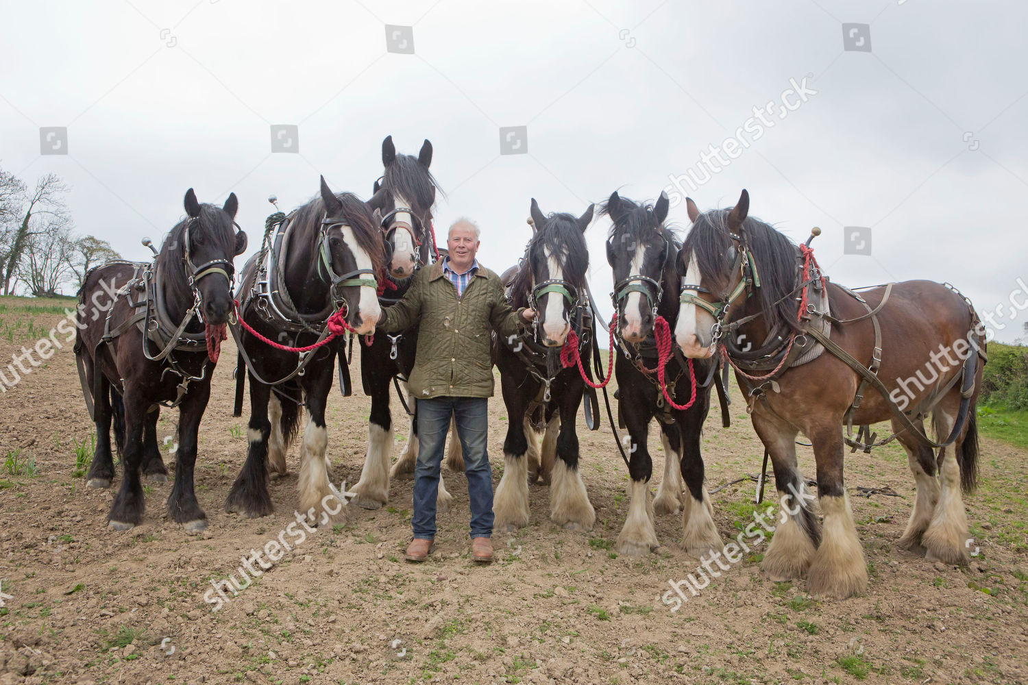 Jonathan Waterer His Team Shire Horses Editorial Stock Photo - Stock ...