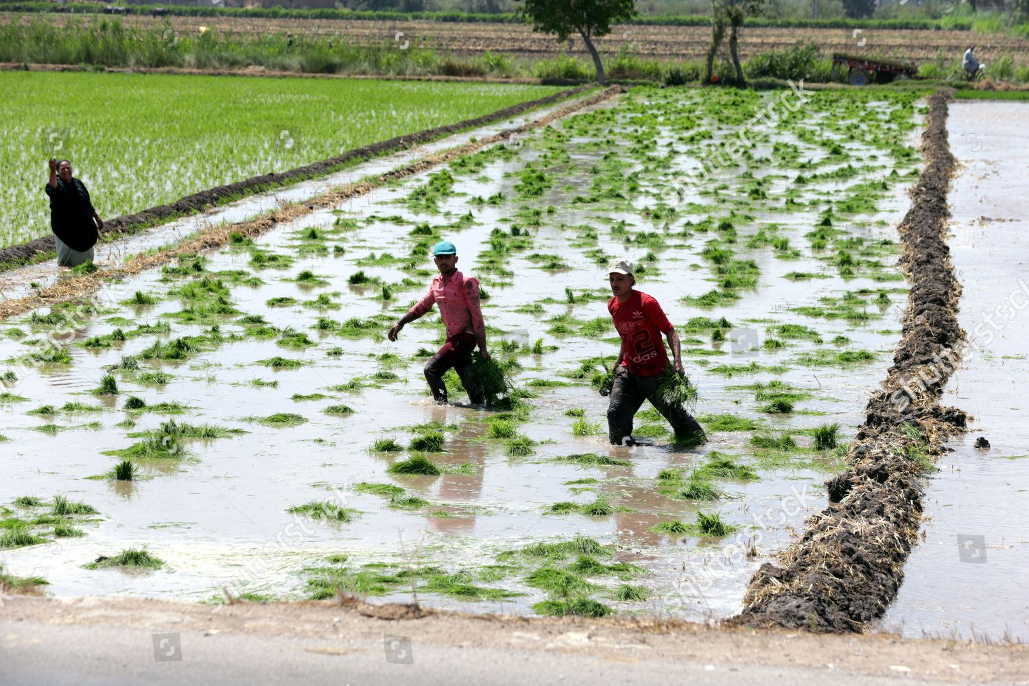 Egyptian Farmers Plant Rice Seedling Egypts Editorial Stock Photo ...