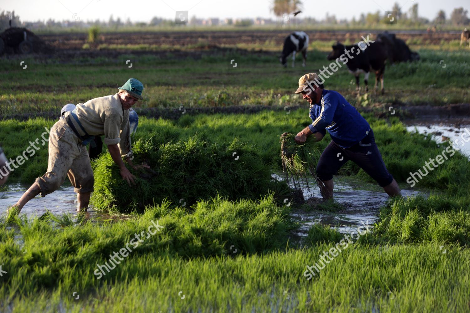 Egyptian Farmers Plant Rice Seedling Egypts Editorial Stock Photo ...