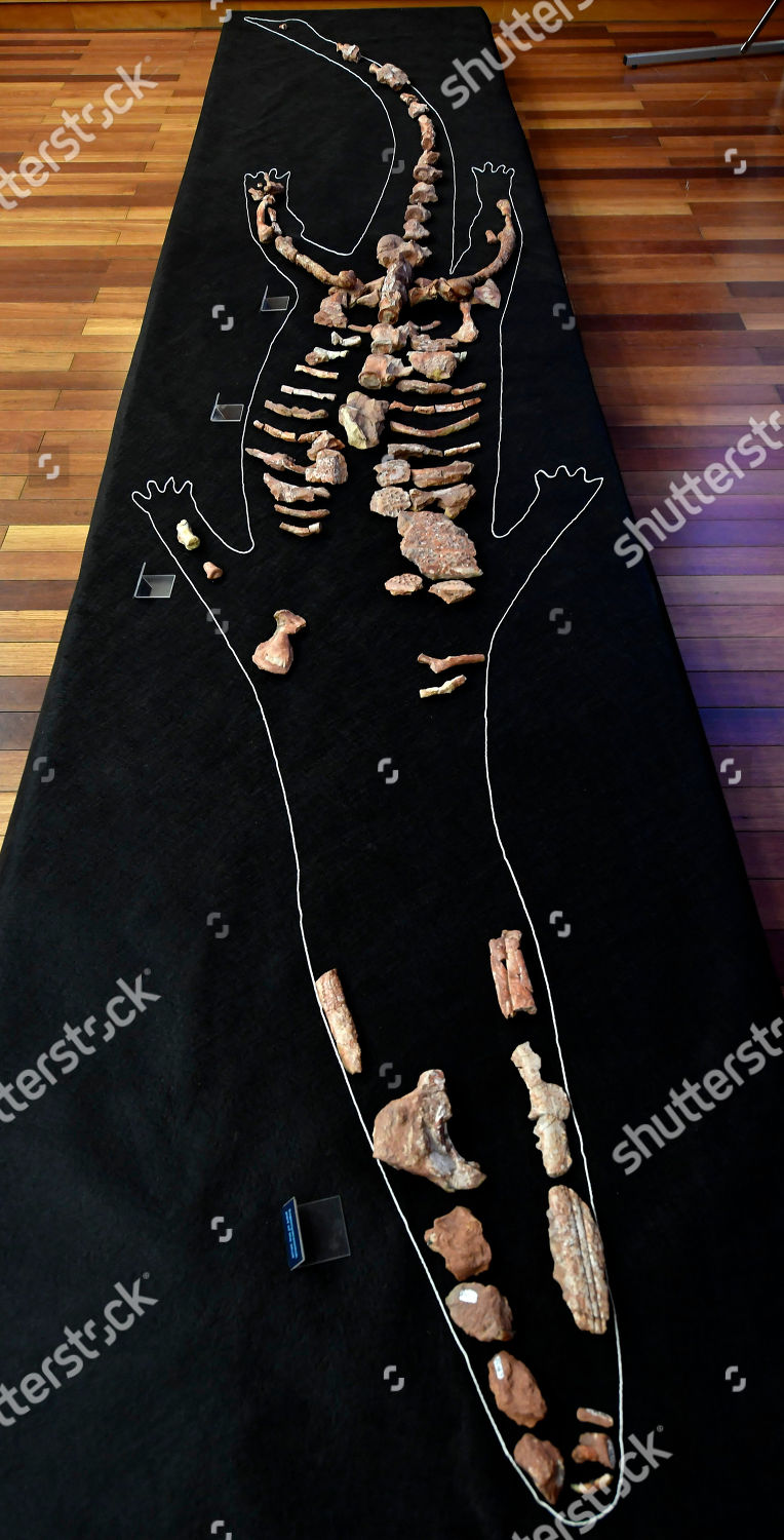 Remains 180 Millionyearsold Skeleton Marine Crocodile Editorial Stock ...