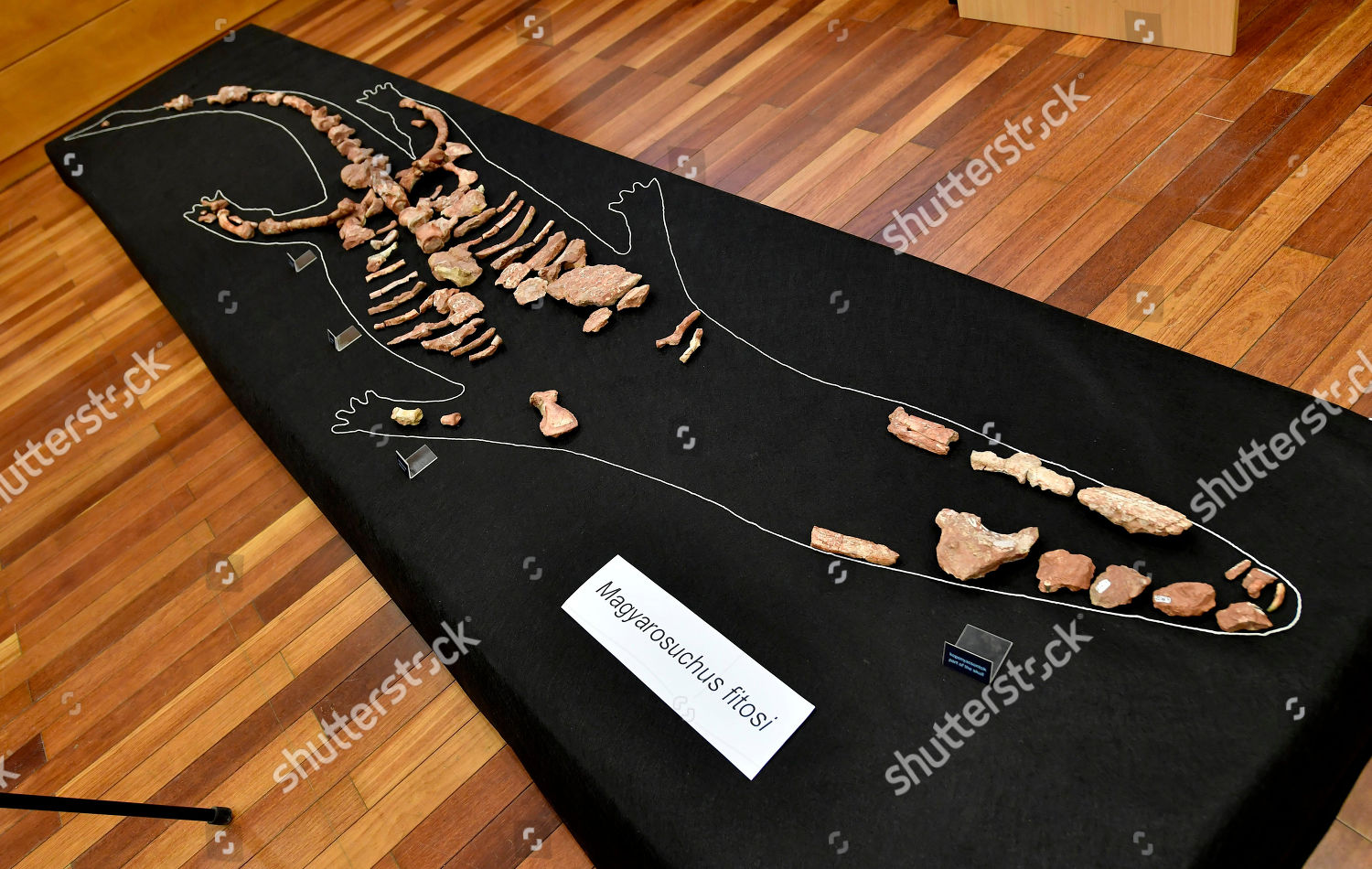 Remains 180 Millionyearsold Skeleton Marine Crocodile Editorial Stock ...