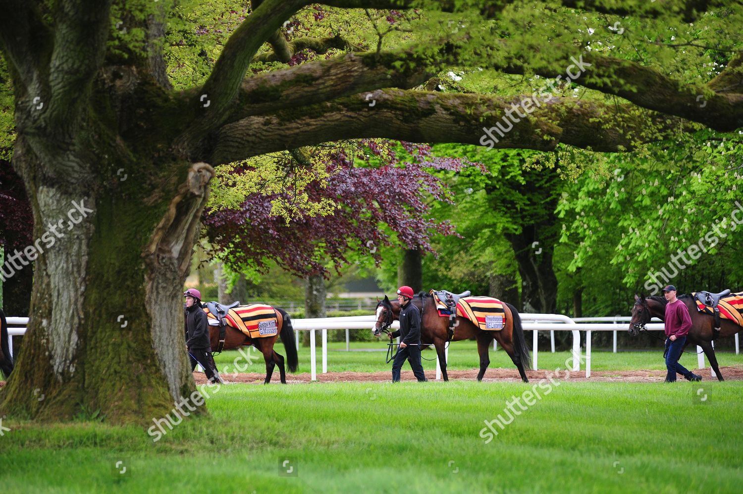 Ballydoyle Stables Investec Epsom Derby Morning Editorial Stock Photo ...