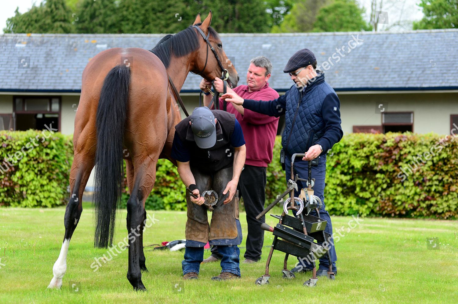Ballydoyle Stables Investec Epsom Derby Morning Editorial Stock Photo ...