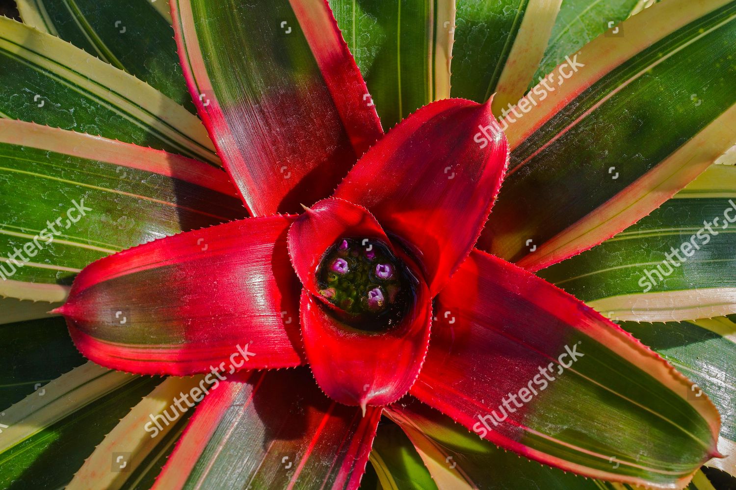 Flowering Red Vriesea Bromeliad Vriesea Imperialis Editorial Stock ...