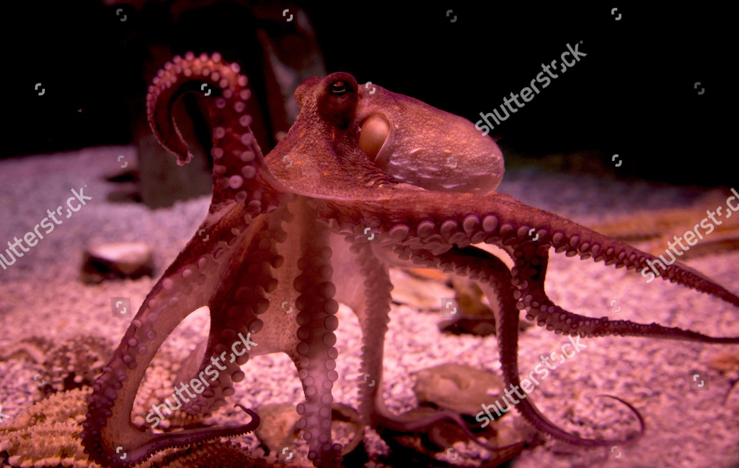 Red Octopus Octopoda Aquarium Captive Editorial Stock Photo - Stock ...