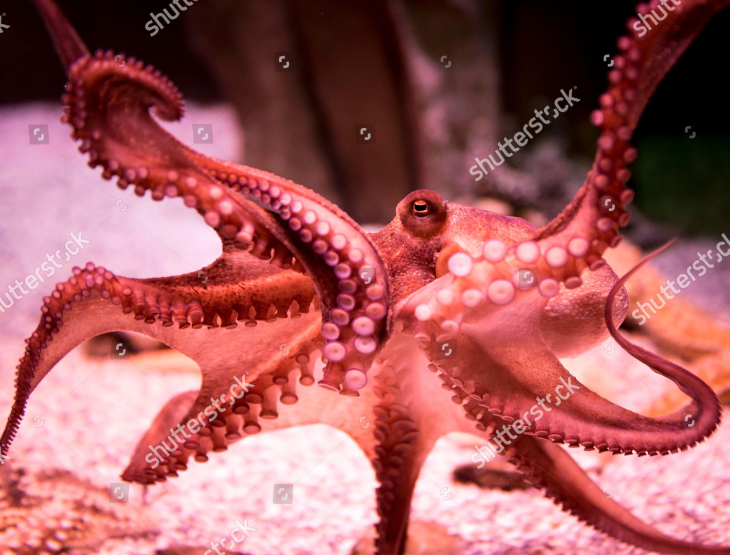 Red Octopus Octopoda Aquarium Captive Editorial Stock Photo - Stock ...
