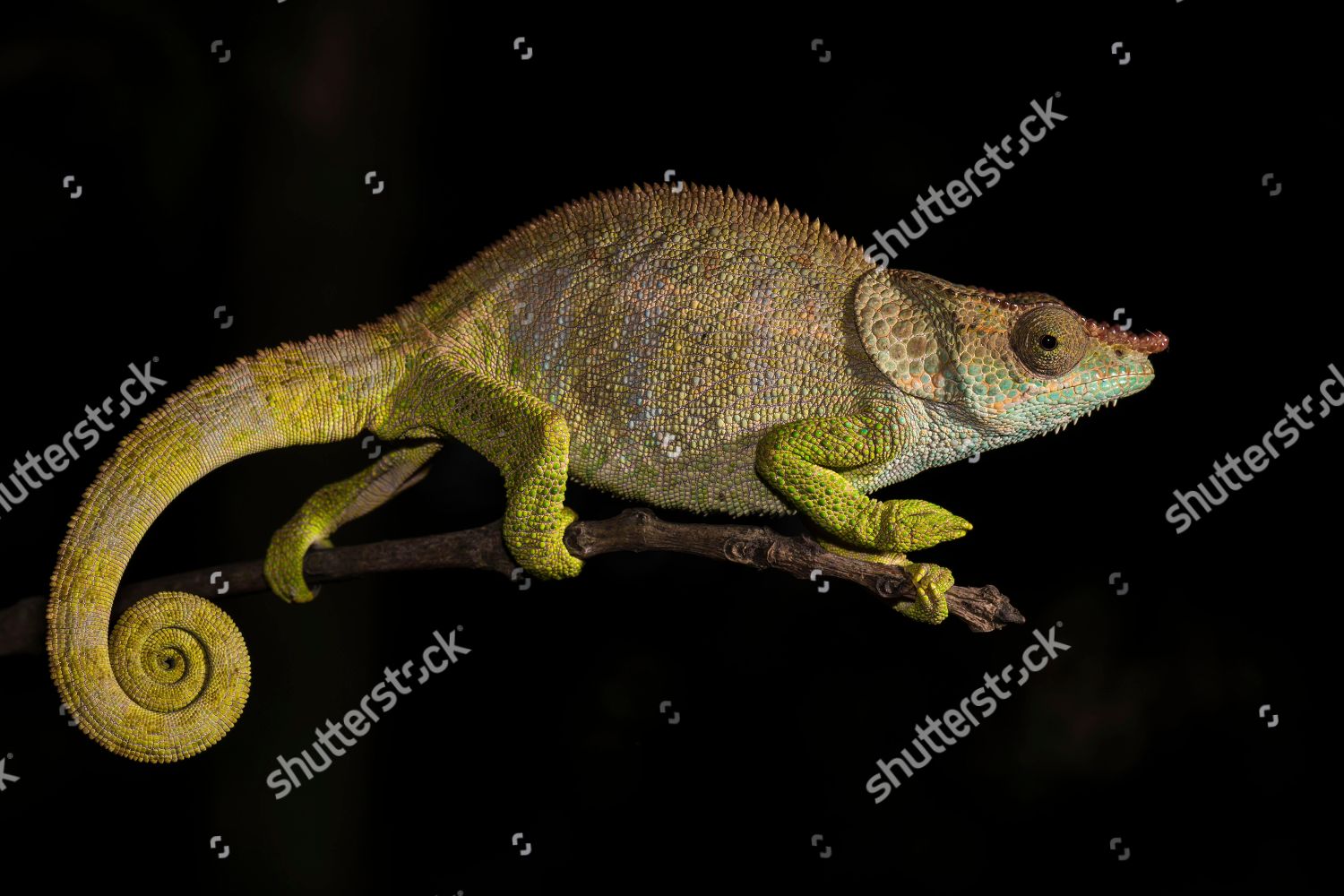Bluelegged Chameleon Calumma Crypticum On Branch Editorial Stock Photo ...