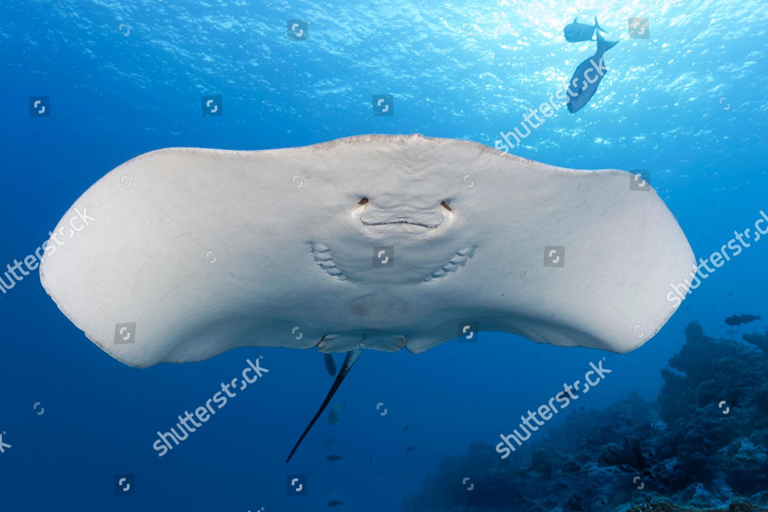 Pink Whipray Himantura Fai Below Underside Editorial Stock Photo ...