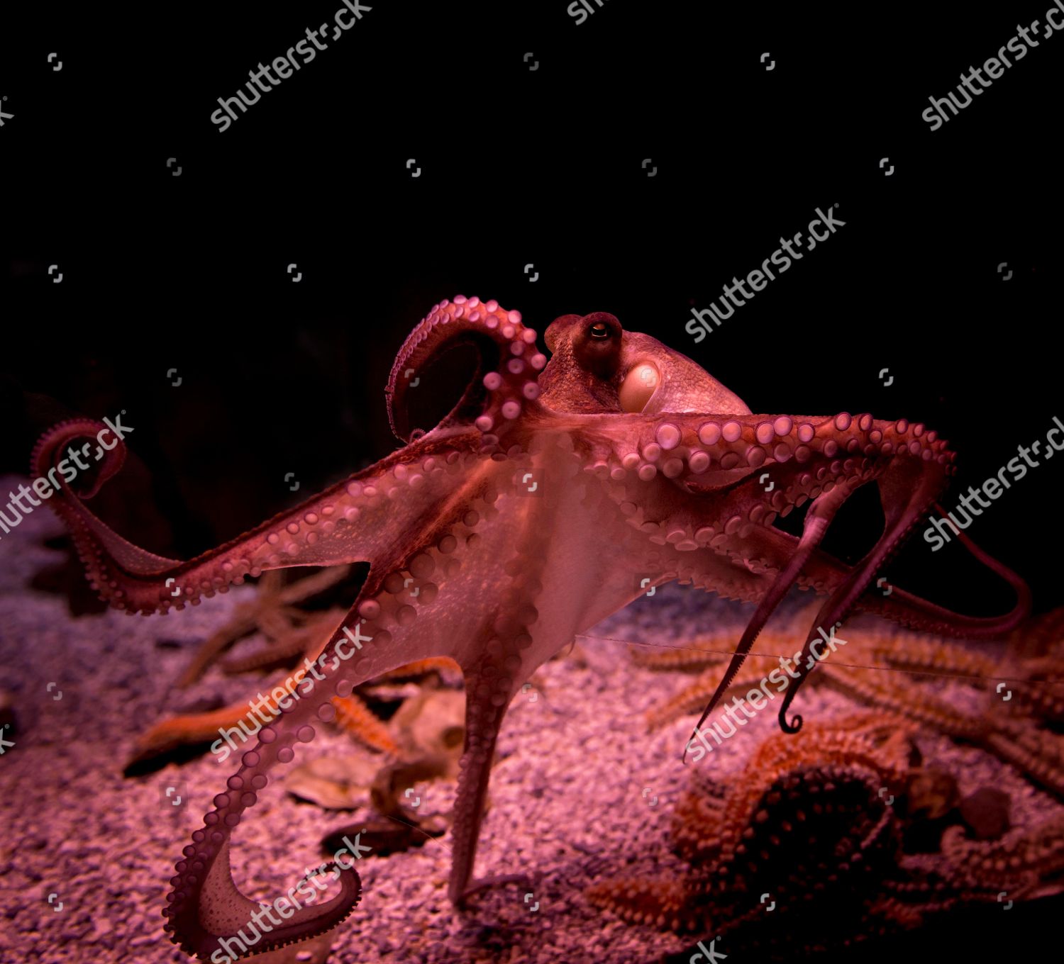 Red Octopus Octopoda Aquarium Captive Editorial Stock Photo - Stock ...