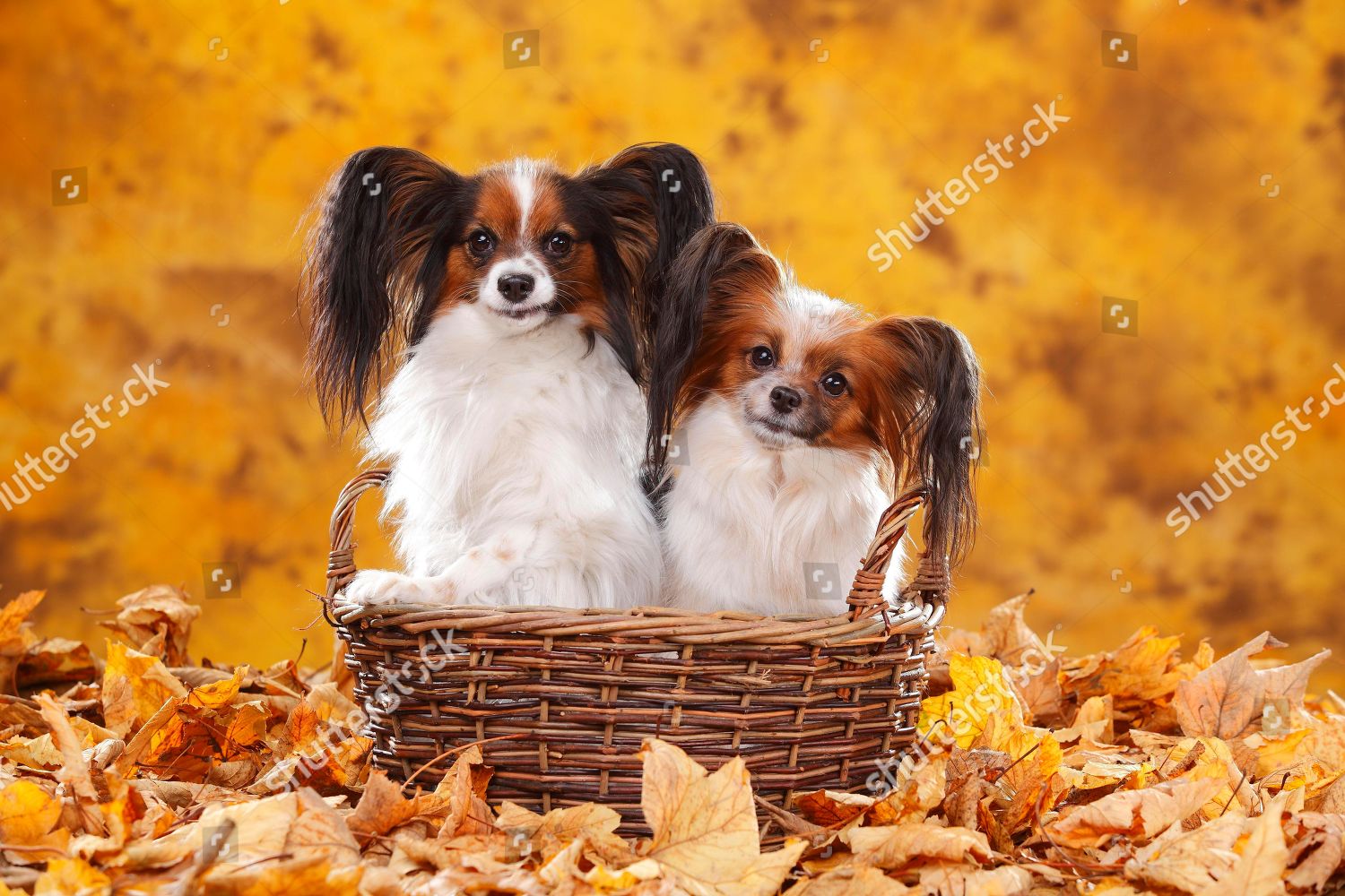 Papillon Butterfly Dog Continental Dwarf Spaniel Editorial Stock Photo ...