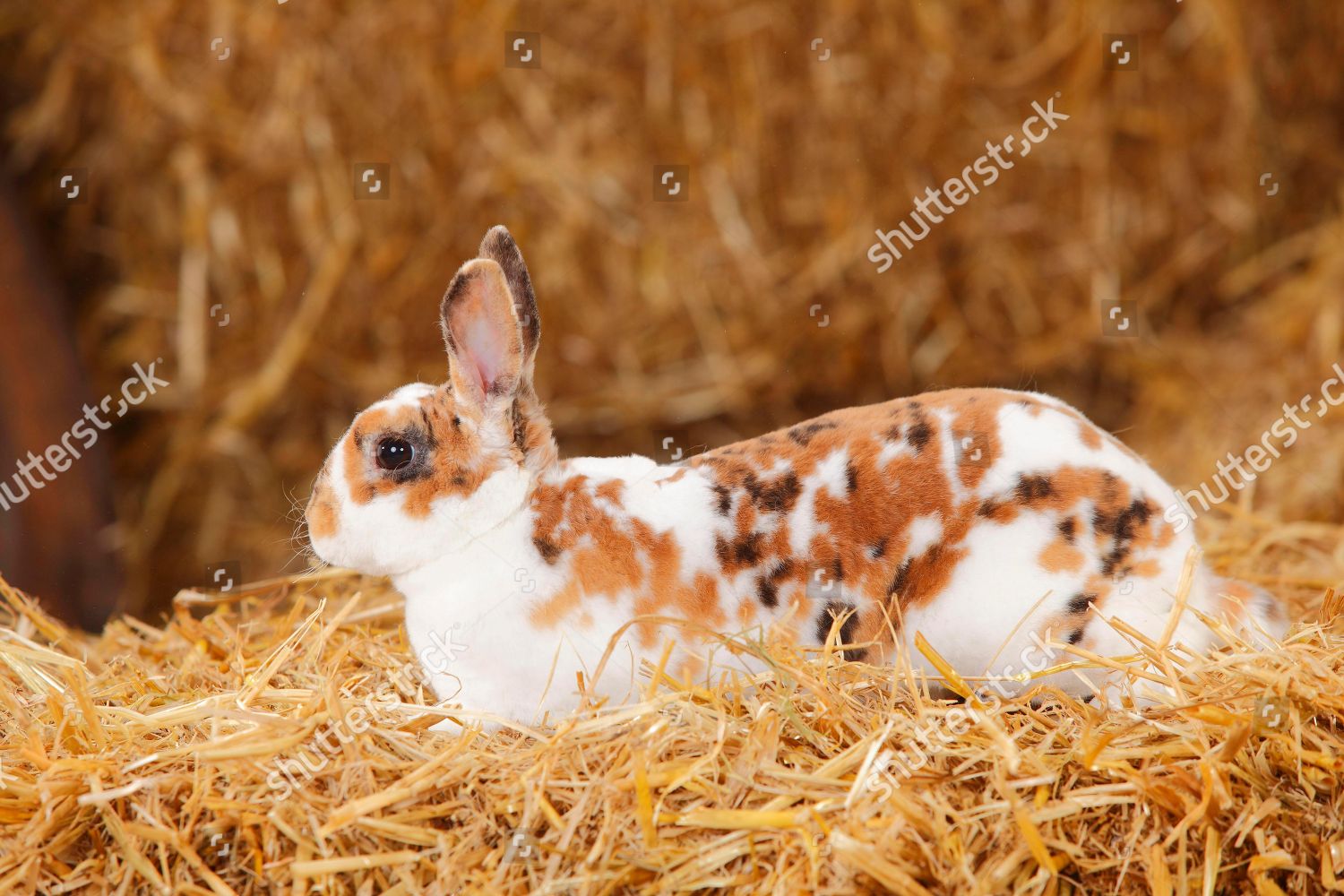 Dwarf Rex Rabbit Threecoloured Lying Straw Editorial Stock Photo ...