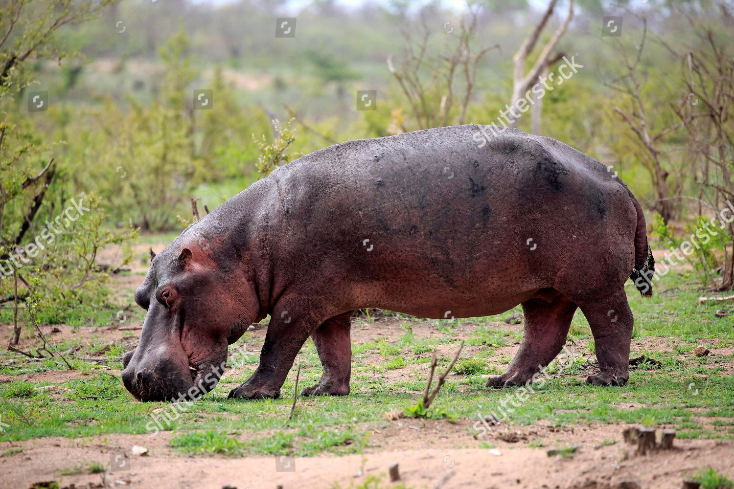 Hippo Hippopotamus Amphibius Adult Eats Fresh Editorial Stock Photo ...