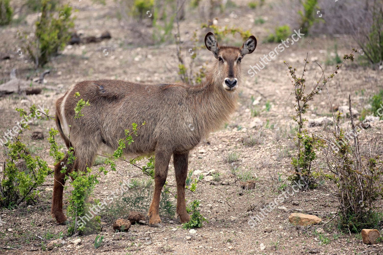 Ellipsen Waterbuck Kobus Ellipsiprymnus Adult Female Editorial Stock ...