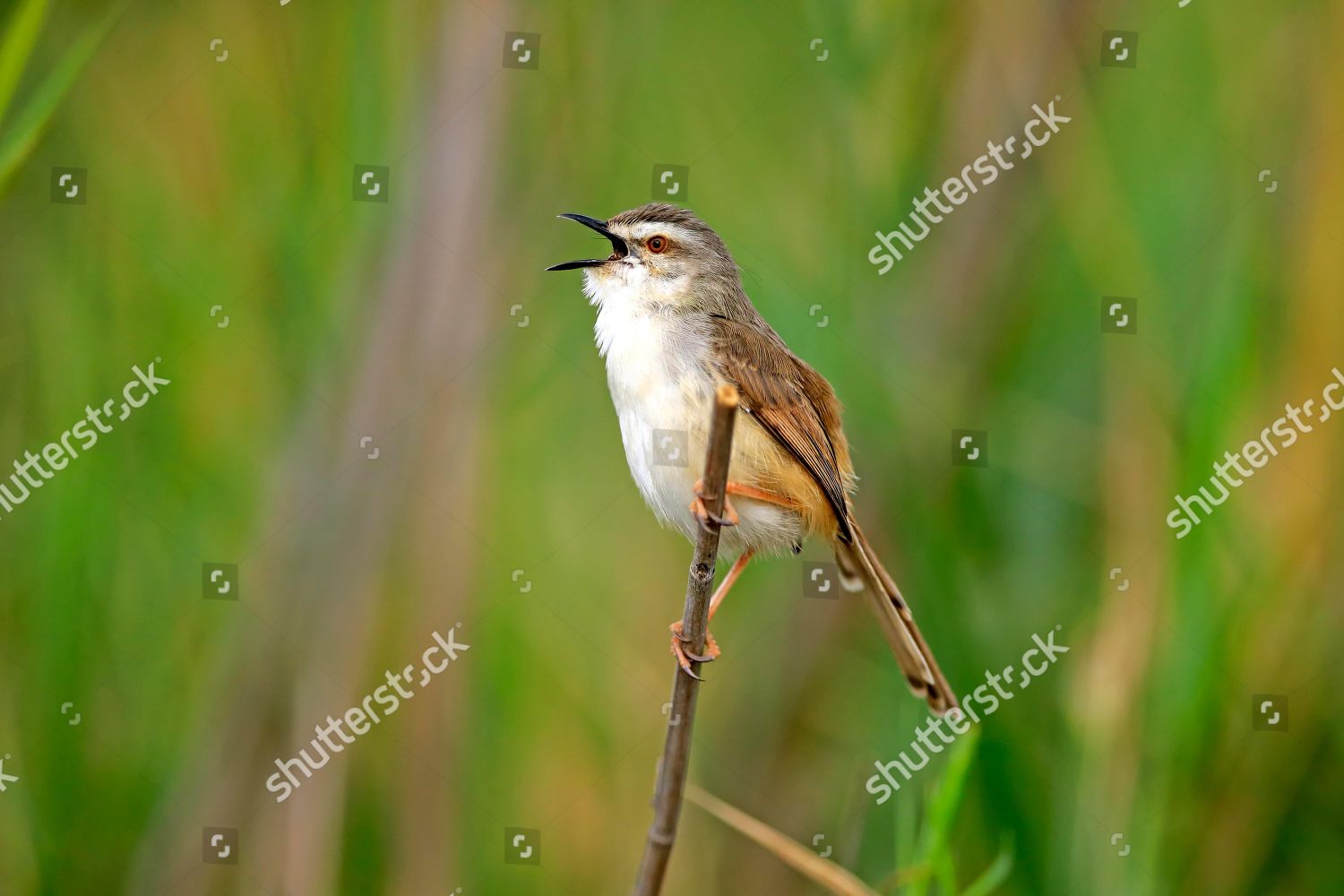 Tawnyflanked Prinia Prinia Subflava Adult On Editorial Stock Photo ...