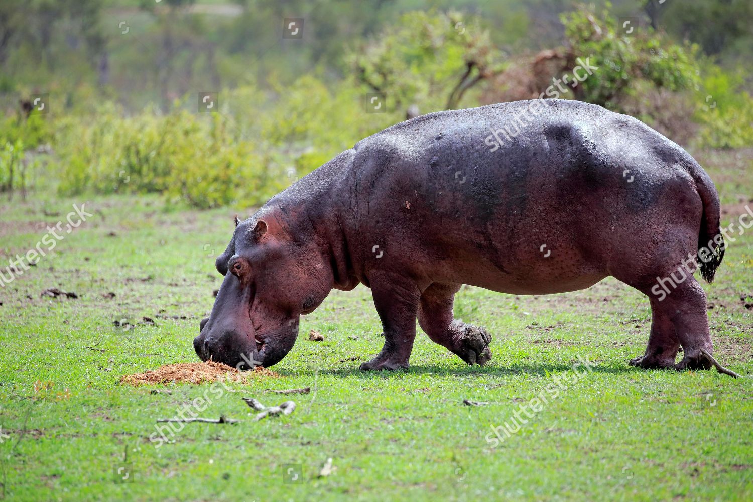 Hippo Hippopotamus Amphibius Adult Eats Fresh Editorial Stock Photo ...