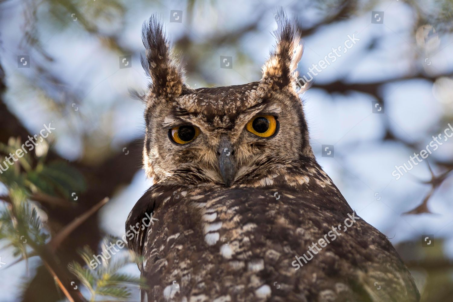 Spotted Eagleowl Bubo Africanus Animal Portrait Editorial Stock Photo ...