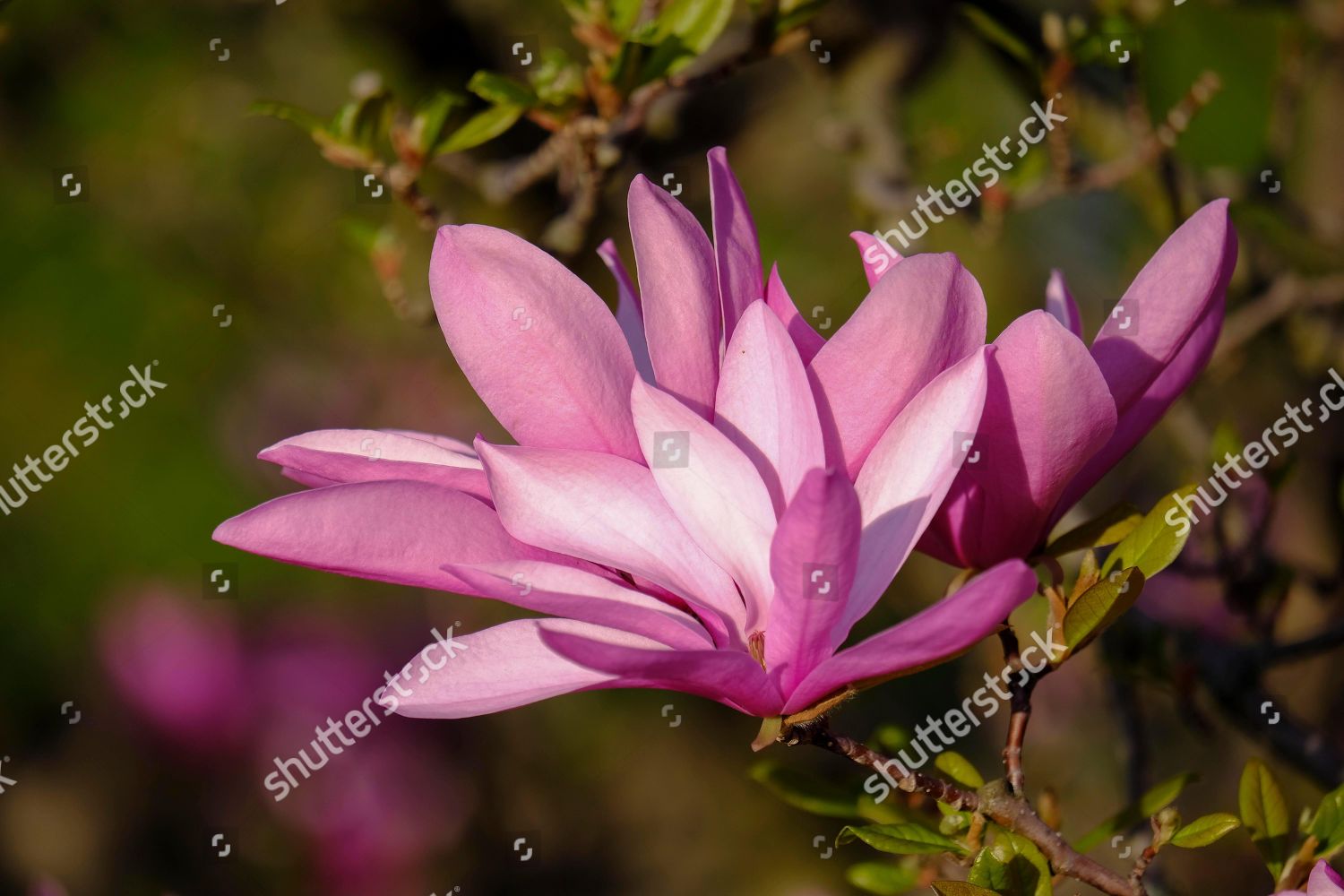 Mulan Magnolia Magnolia Liliiflora Flowering Austria Editorial Stock ...