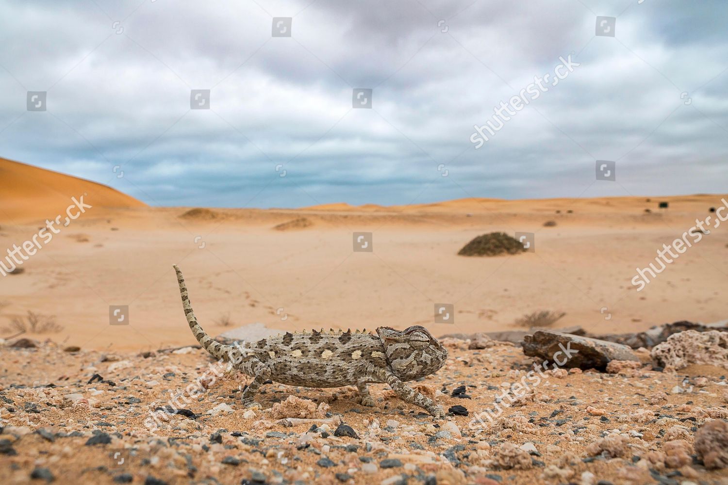 Namaqua Chameleon Chamaeleo Namaquensis Running Desert Editorial Stock ...