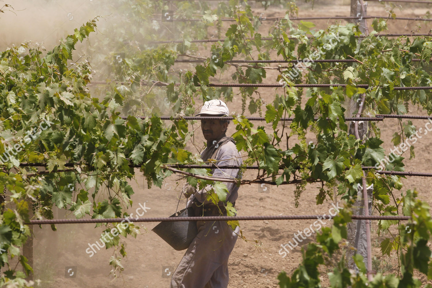Yemeni Farmer Sprinkles Dirt On Grape Editorial Stock Photo - Stock ...
