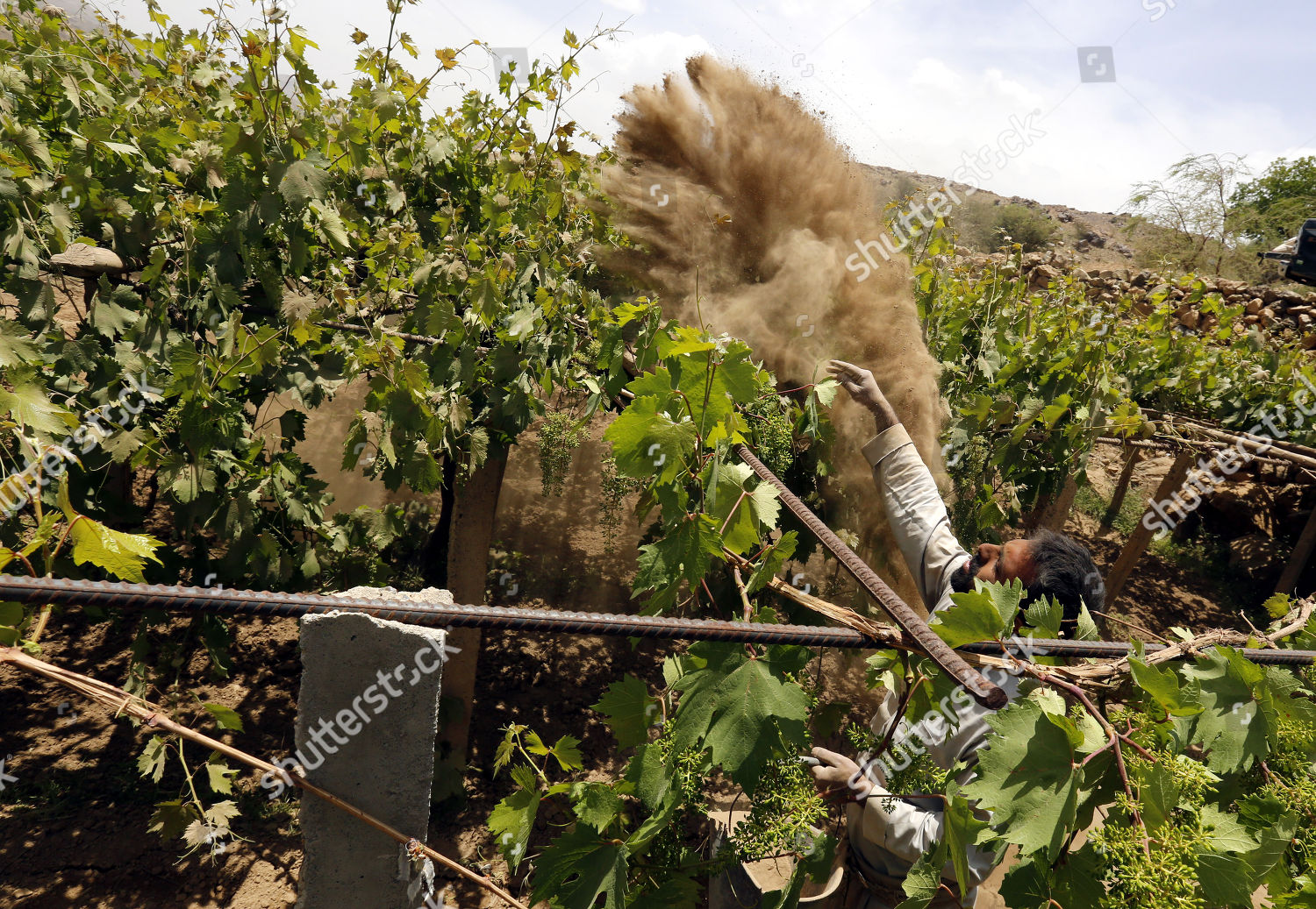 Yemeni Farmer Sprinkles Dirt On Grape Editorial Stock Photo - Stock ...