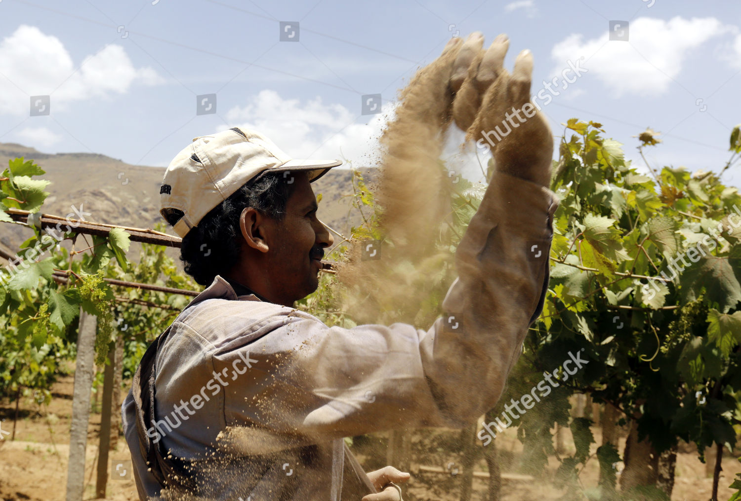 Yemeni Farmer Sprinkles Dirt On Grape Editorial Stock Photo - Stock ...