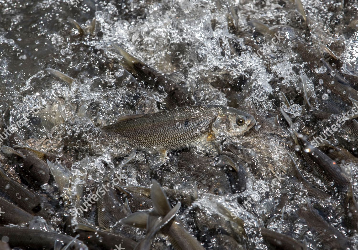 Pearl Mullets Endemic Fish Species Found Editorial Stock Photo - Stock ...