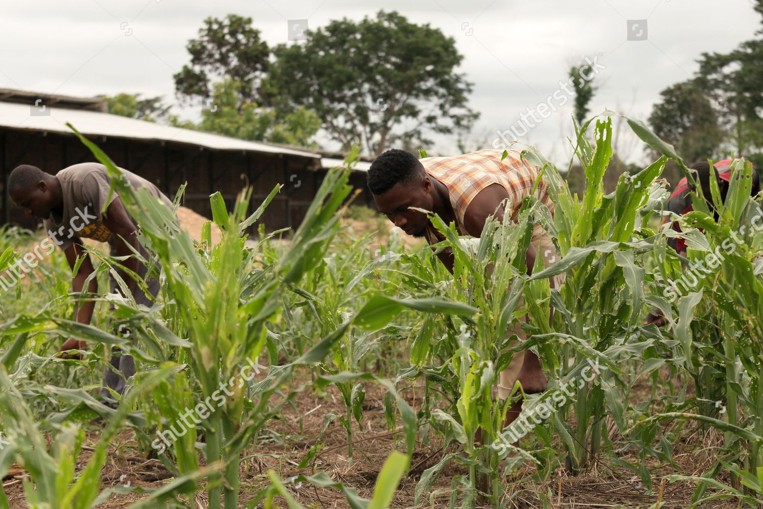 Ghanain Farmers Look Through Crops Affected Editorial Stock Photo ...
