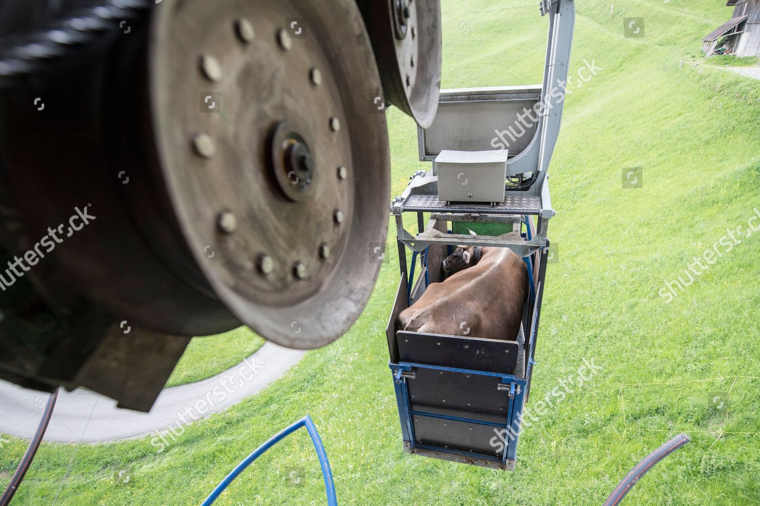 Cow Rides On Cable Car During Editorial Stock Photo - Stock Image ...