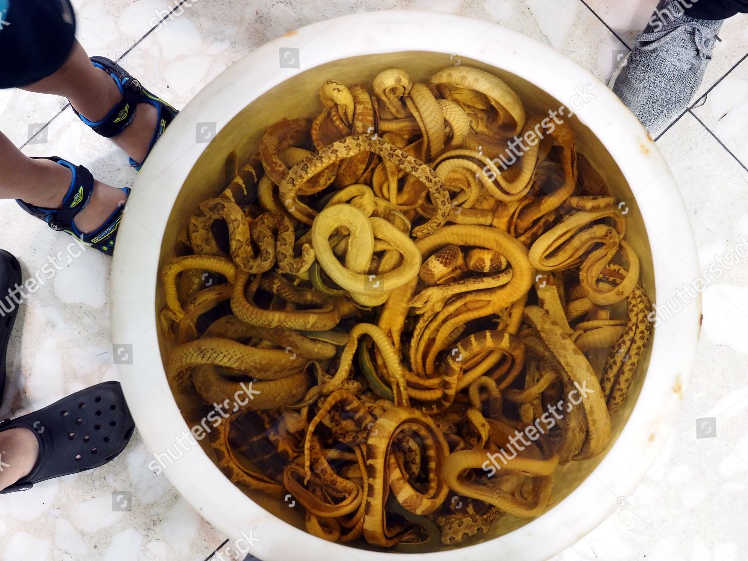 Snakes Preserved Wine Jar Asia Snake Editorial Stock Photo - Stock ...