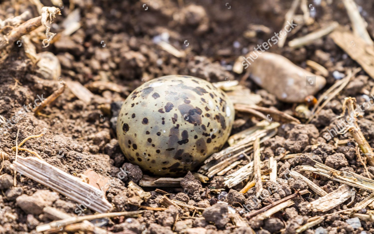 Egg Arctic Terns On Farne Island Editorial Stock Photo - Stock Image ...