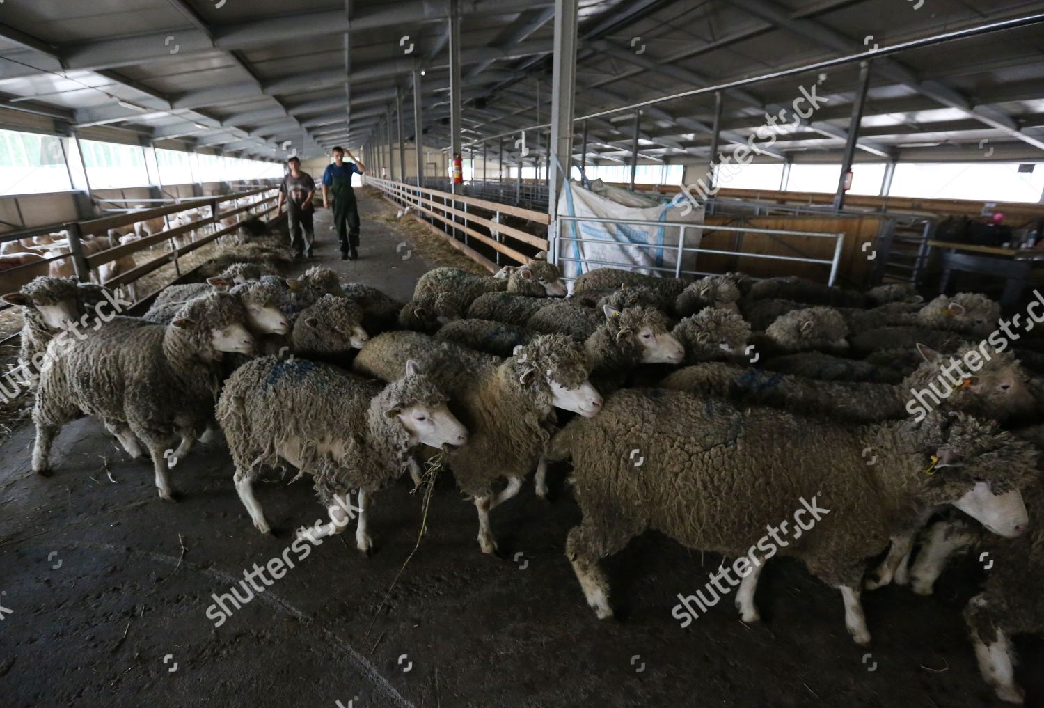 Employees Run After Sheep Sheep Breeding Editorial Stock Photo - Stock ...