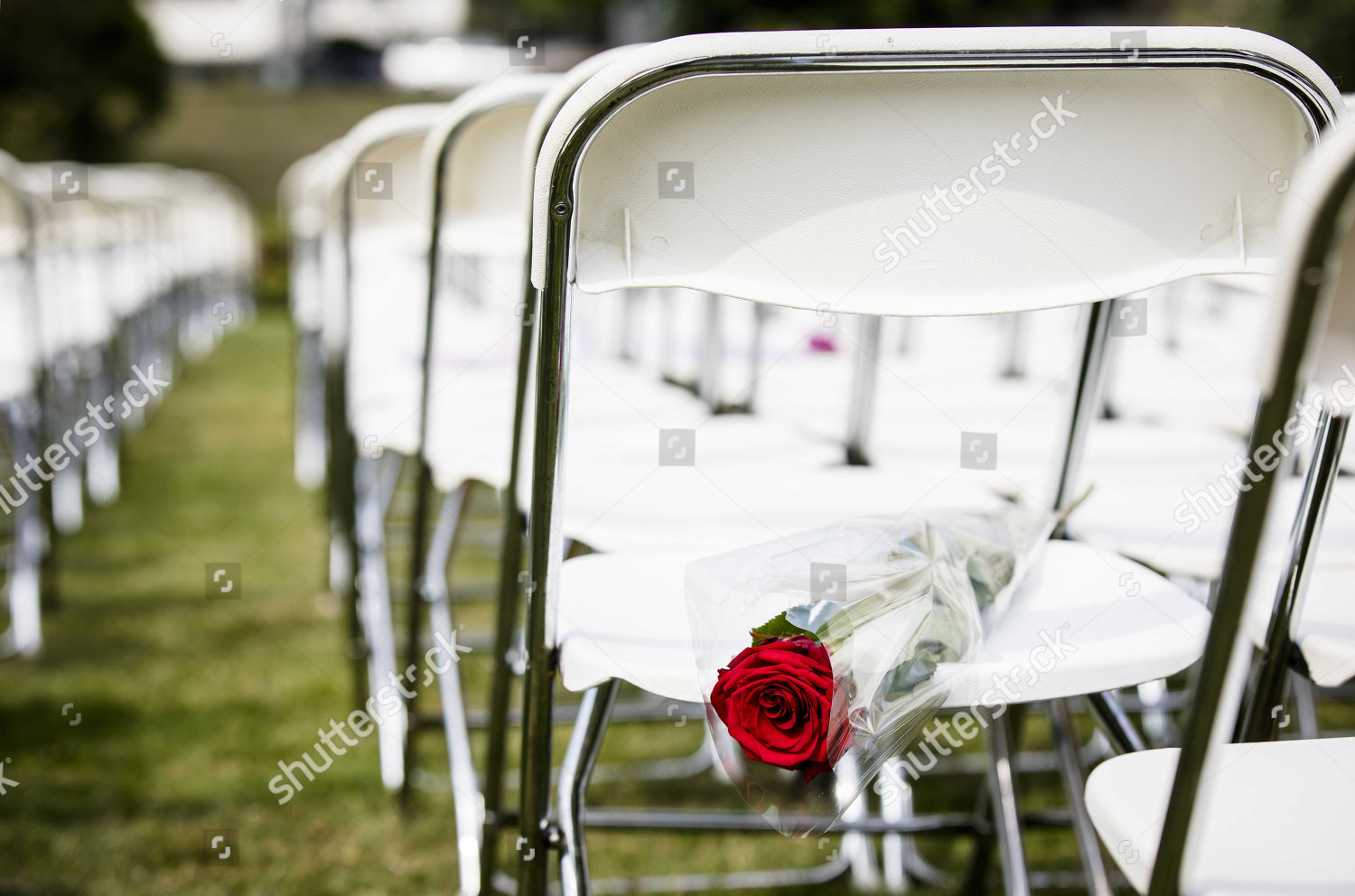 White Chairs Red Roses Set By Editorial Stock Photo - Stock Image ...