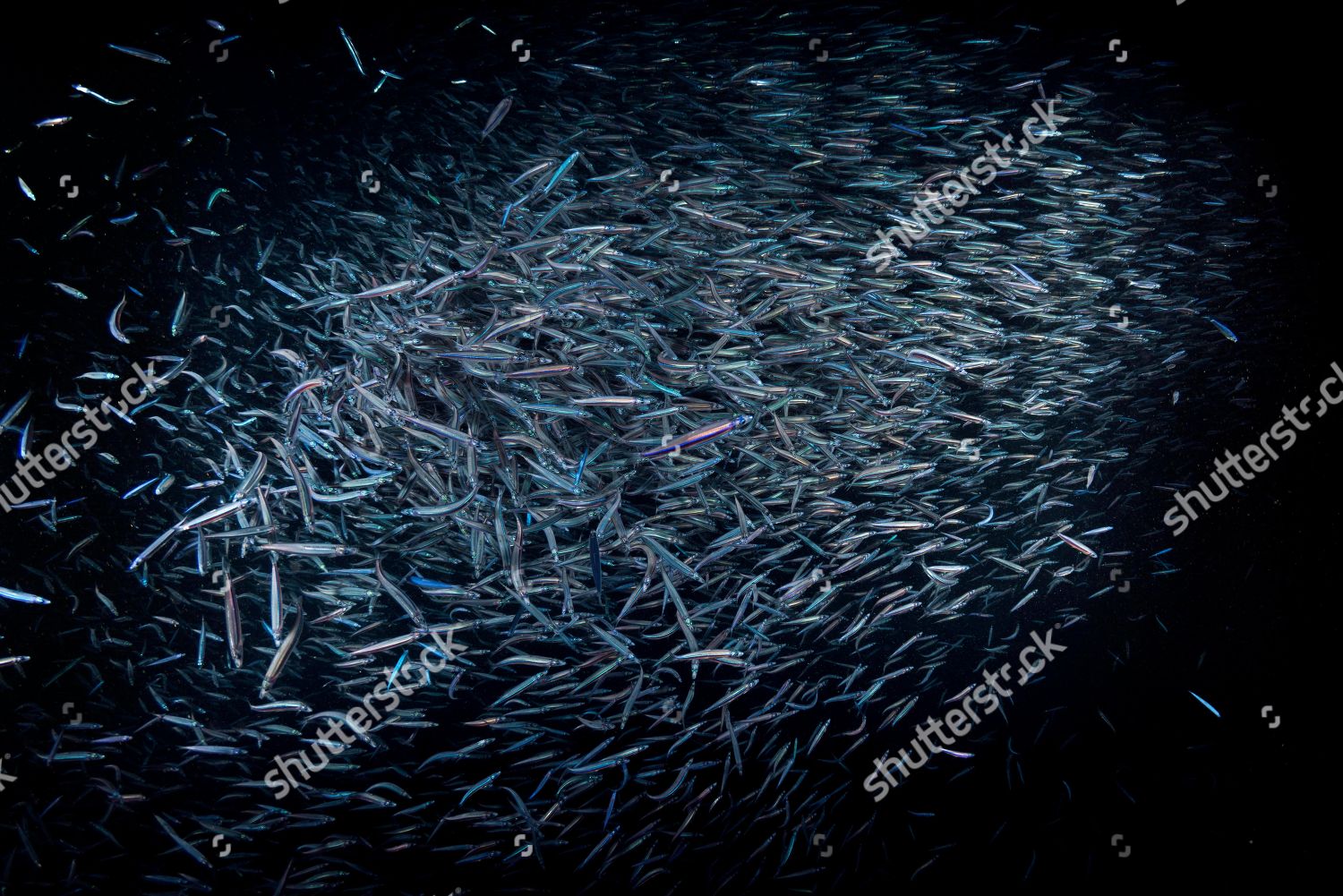 Large School Whitebait Blue Sprats Spratelloides Editorial Stock Photo ...