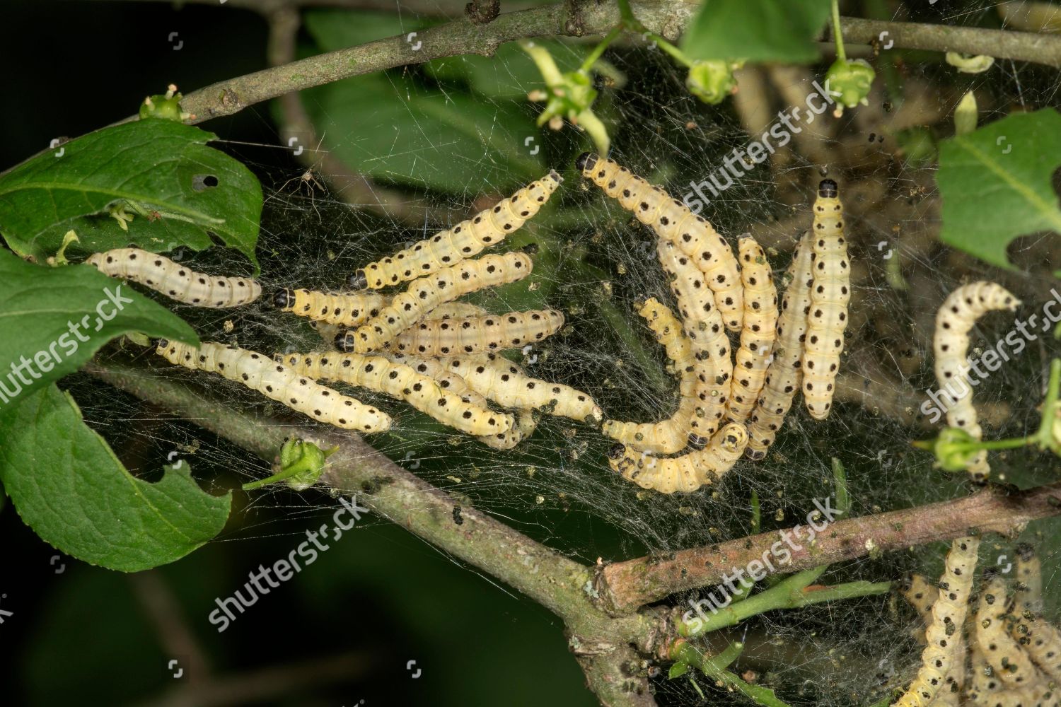 Caterpillars European Spindle Spirit Moth Yponomeuta Editorial Stock ...