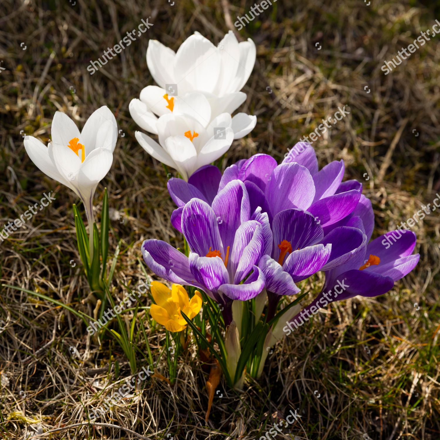 Different Coloured Crocuses Crocus Schleswigholstein Germany Editorial ...
