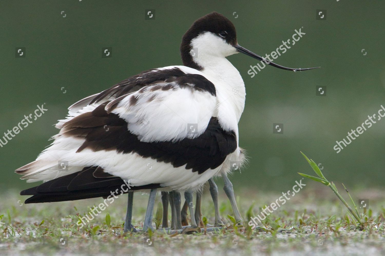 Mother Bird Sheltering Her Young Chicks Editorial Stock Photo - Stock ...