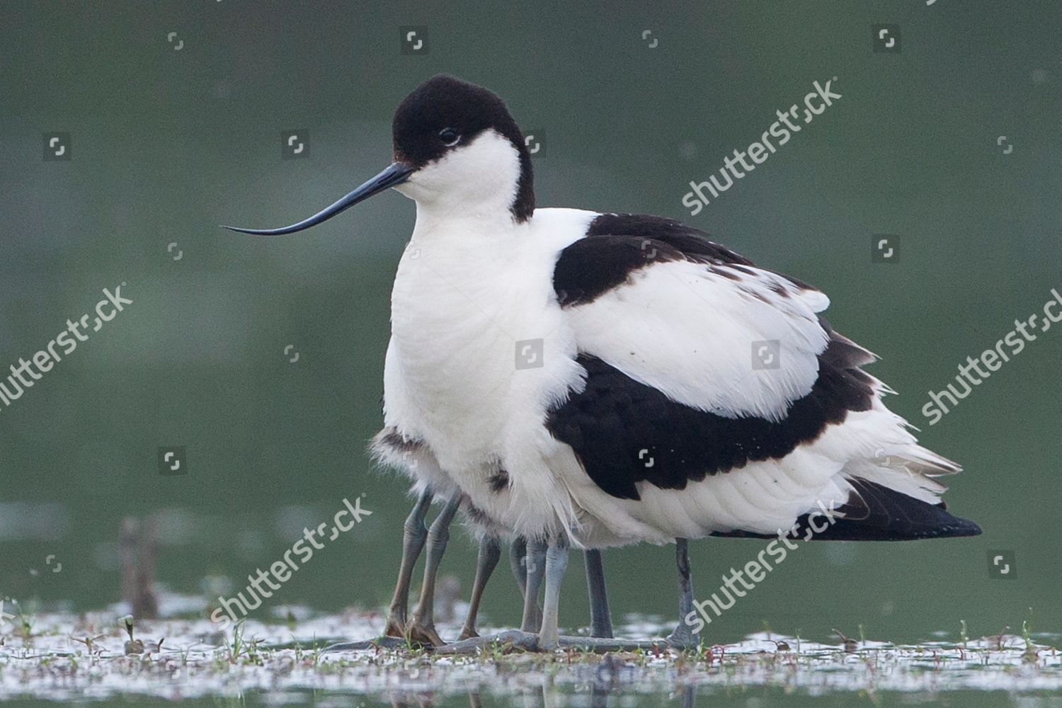Mother Bird Sheltering Her Young Chicks Editorial Stock Photo - Stock ...
