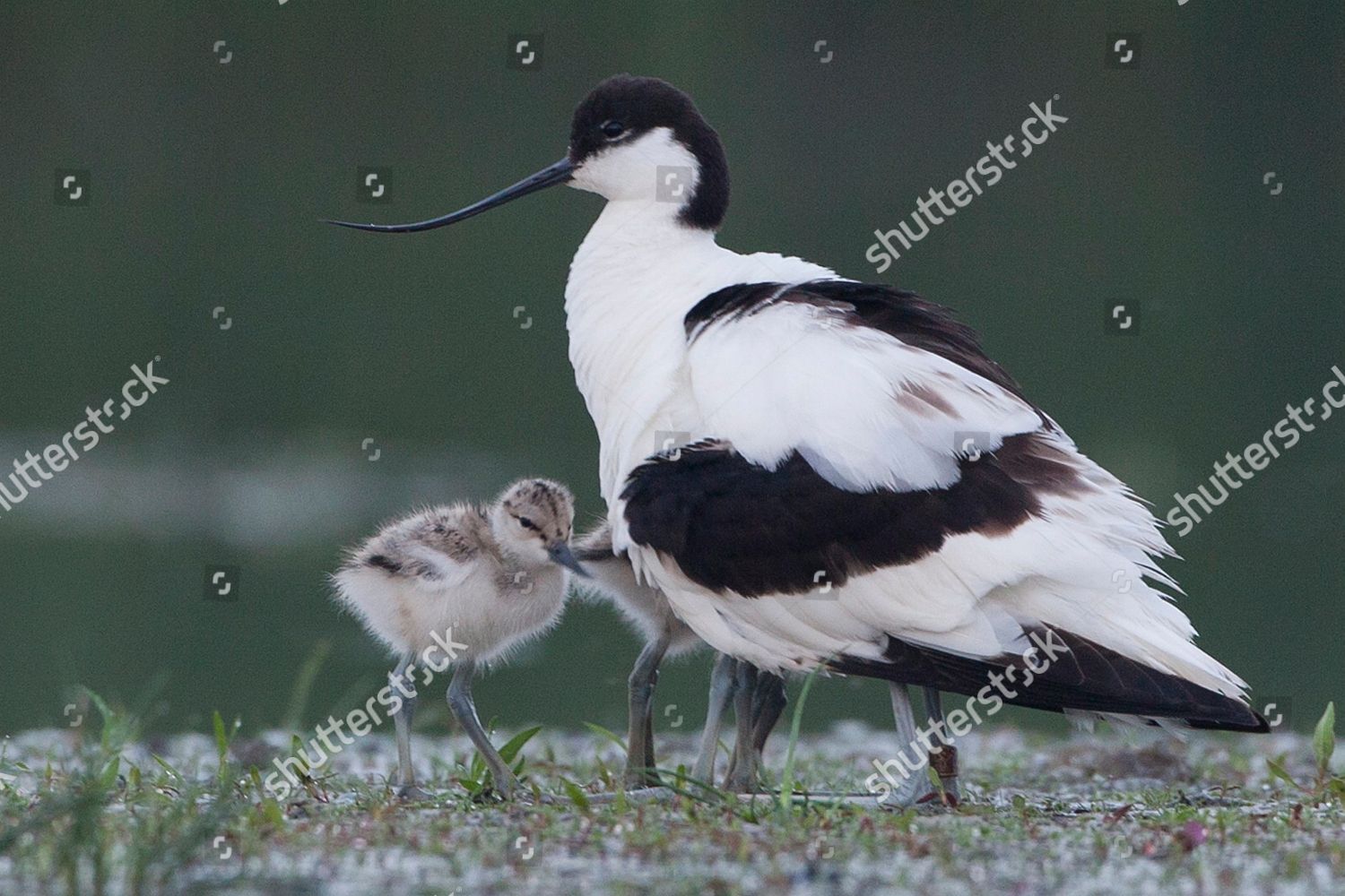 Mother Bird Sheltering Her Young Chicks Editorial Stock Photo - Stock ...