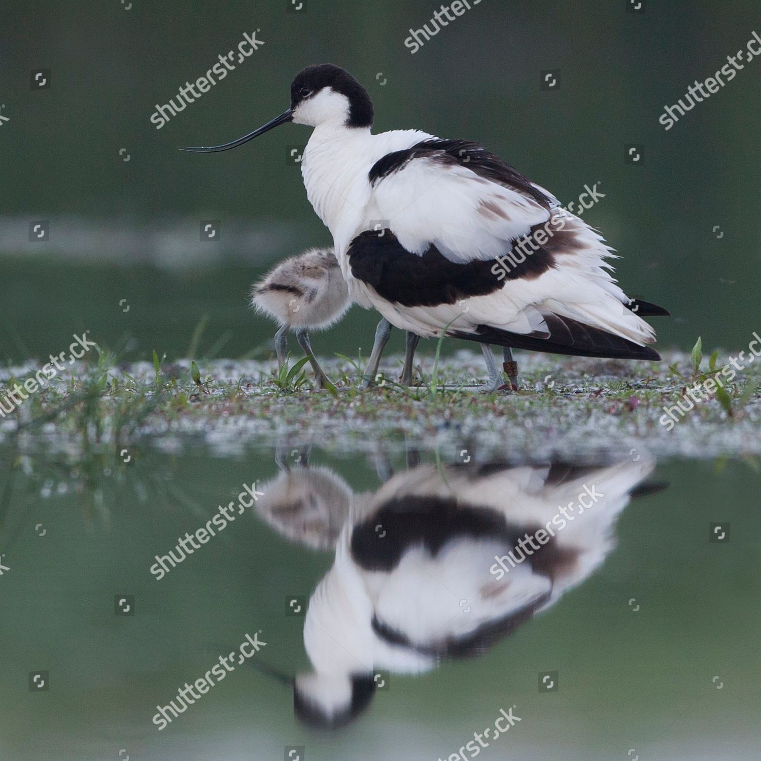 Mother Bird Sheltering Her Young Chicks Editorial Stock Photo - Stock ...