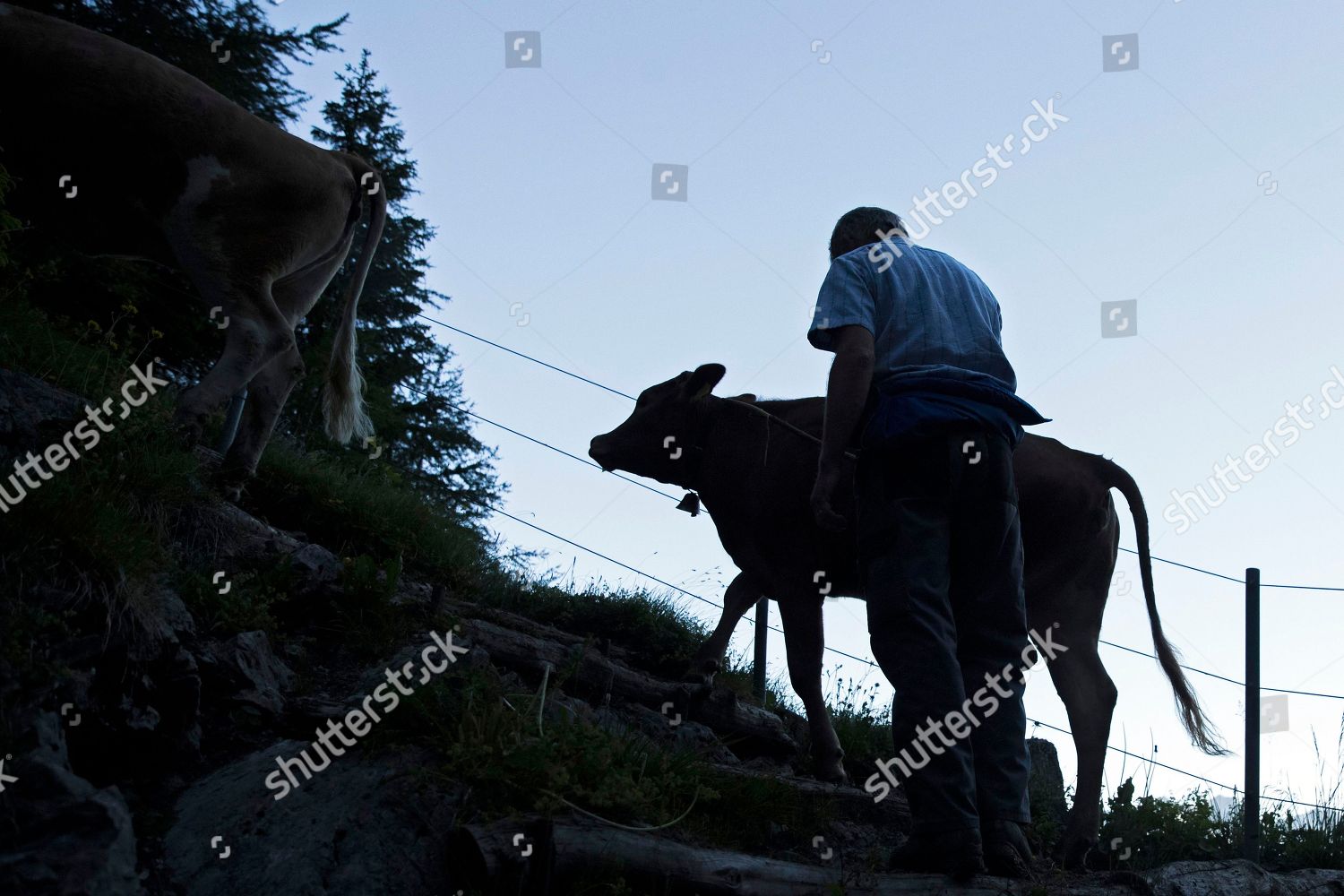 Guided By Farmers Herd Cows Climb Editorial Stock Photo - Stock Image ...