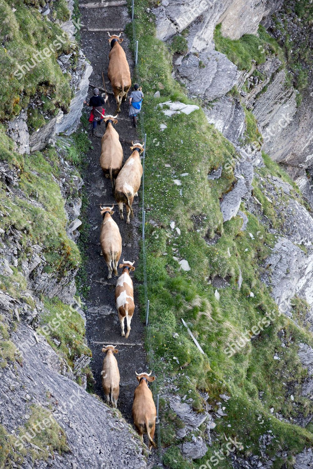 Guided By Farmers Herd Cows Climb Editorial Stock Photo - Stock Image ...