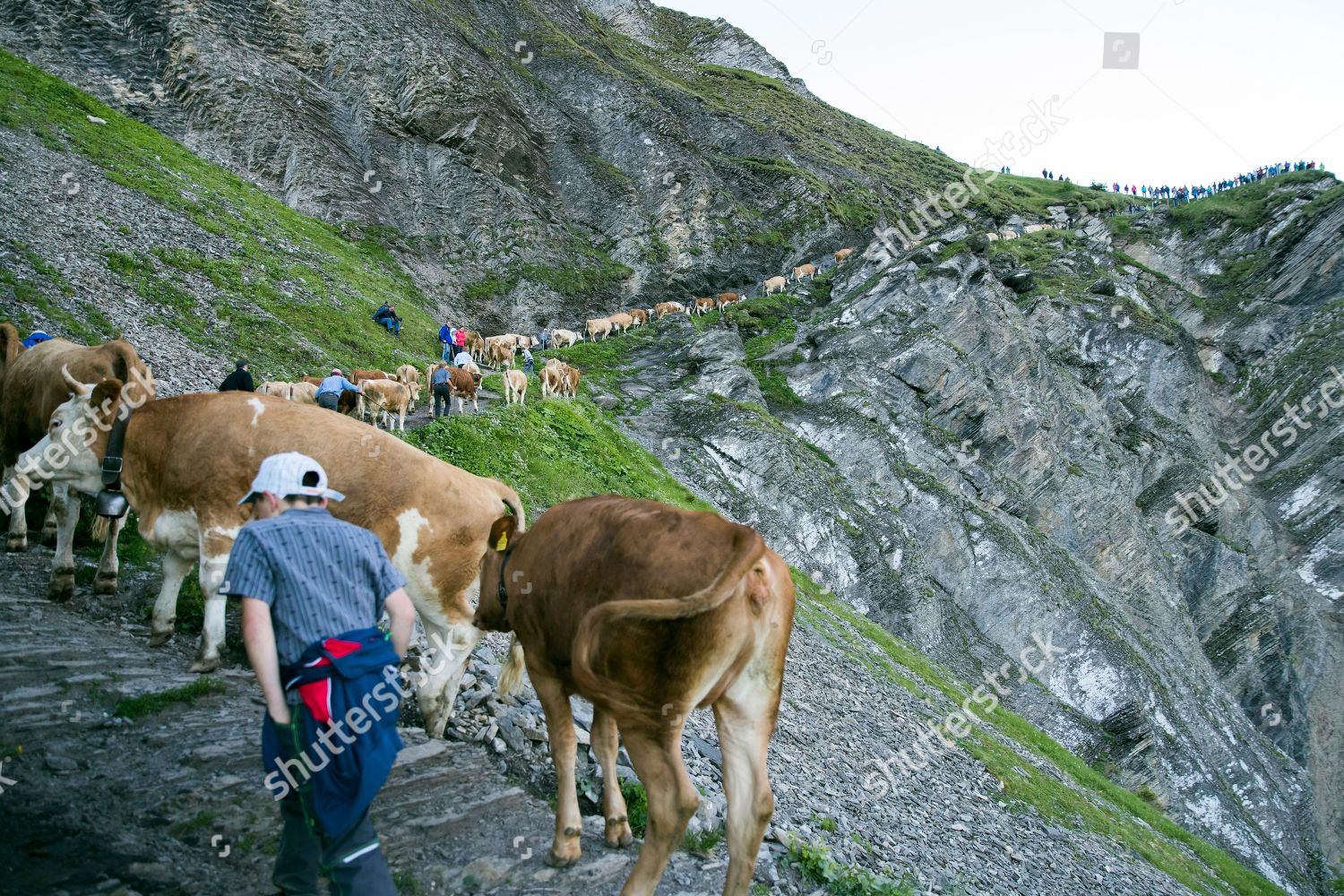 Guided By Farmers Herd Cows Climb Editorial Stock Photo - Stock Image ...