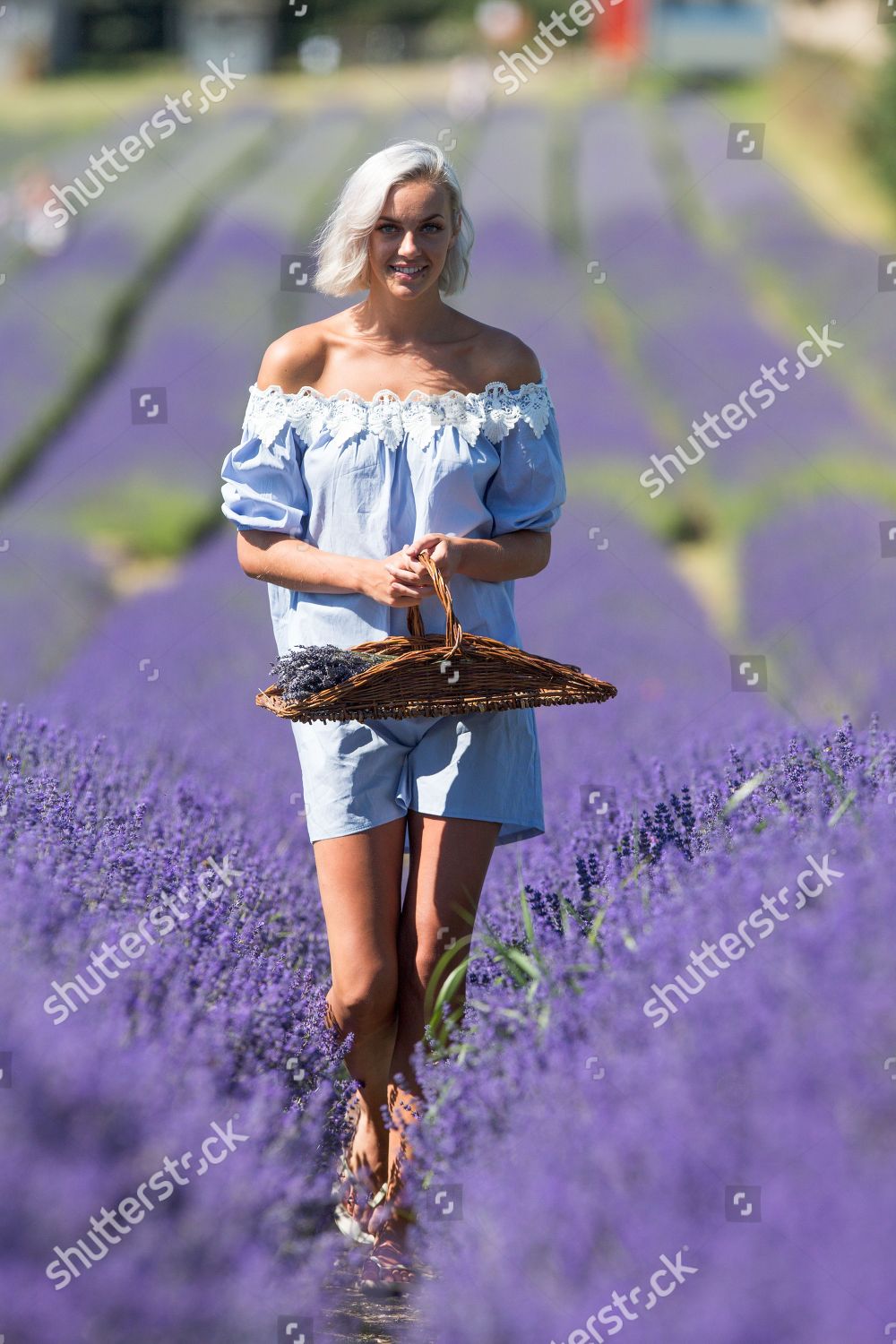 Student Jodie Hull Picking Lavender Hitchin Editorial Stock Photo ...