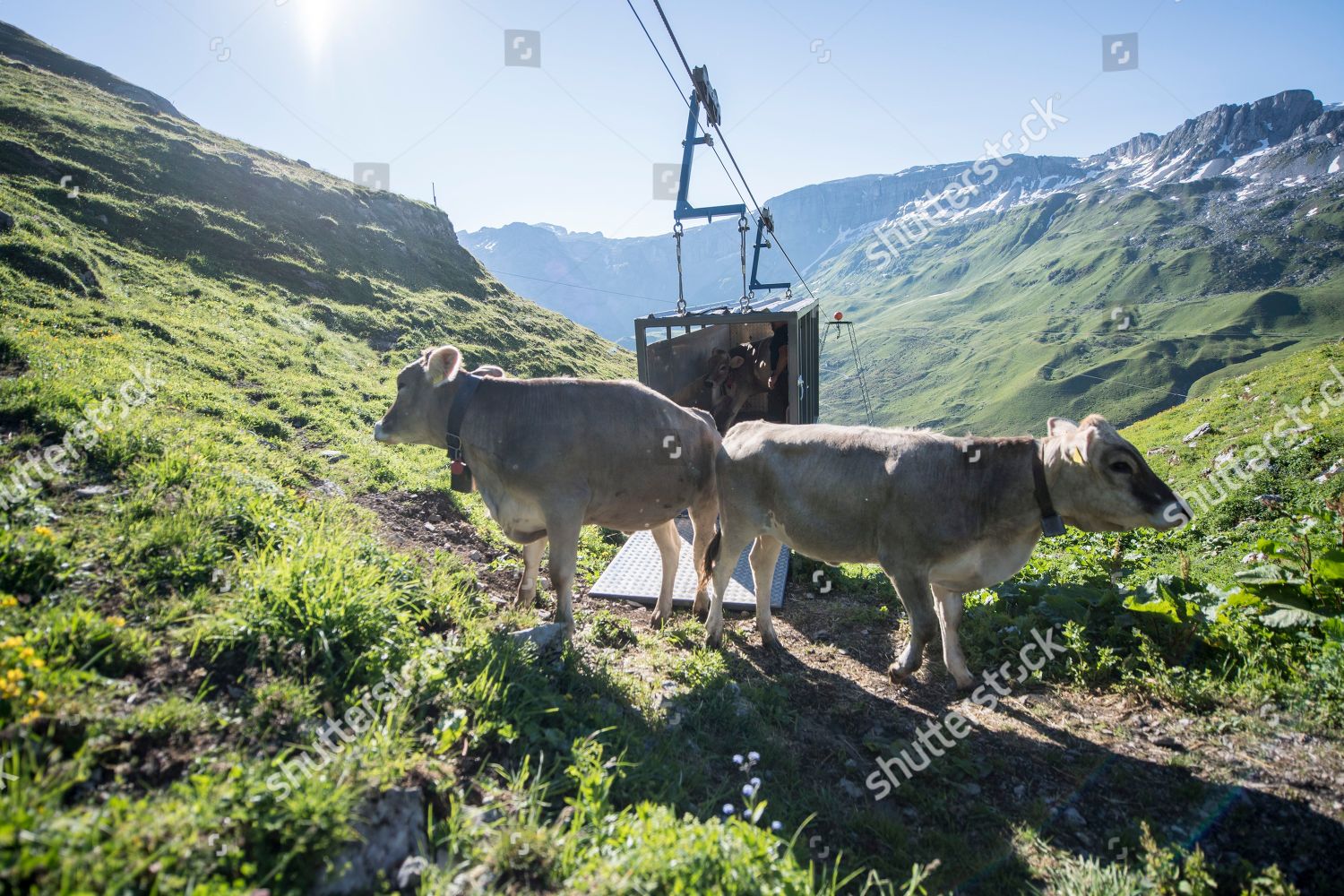 Cows Emerging Cattle Cable Car After Editorial Stock Photo - Stock ...