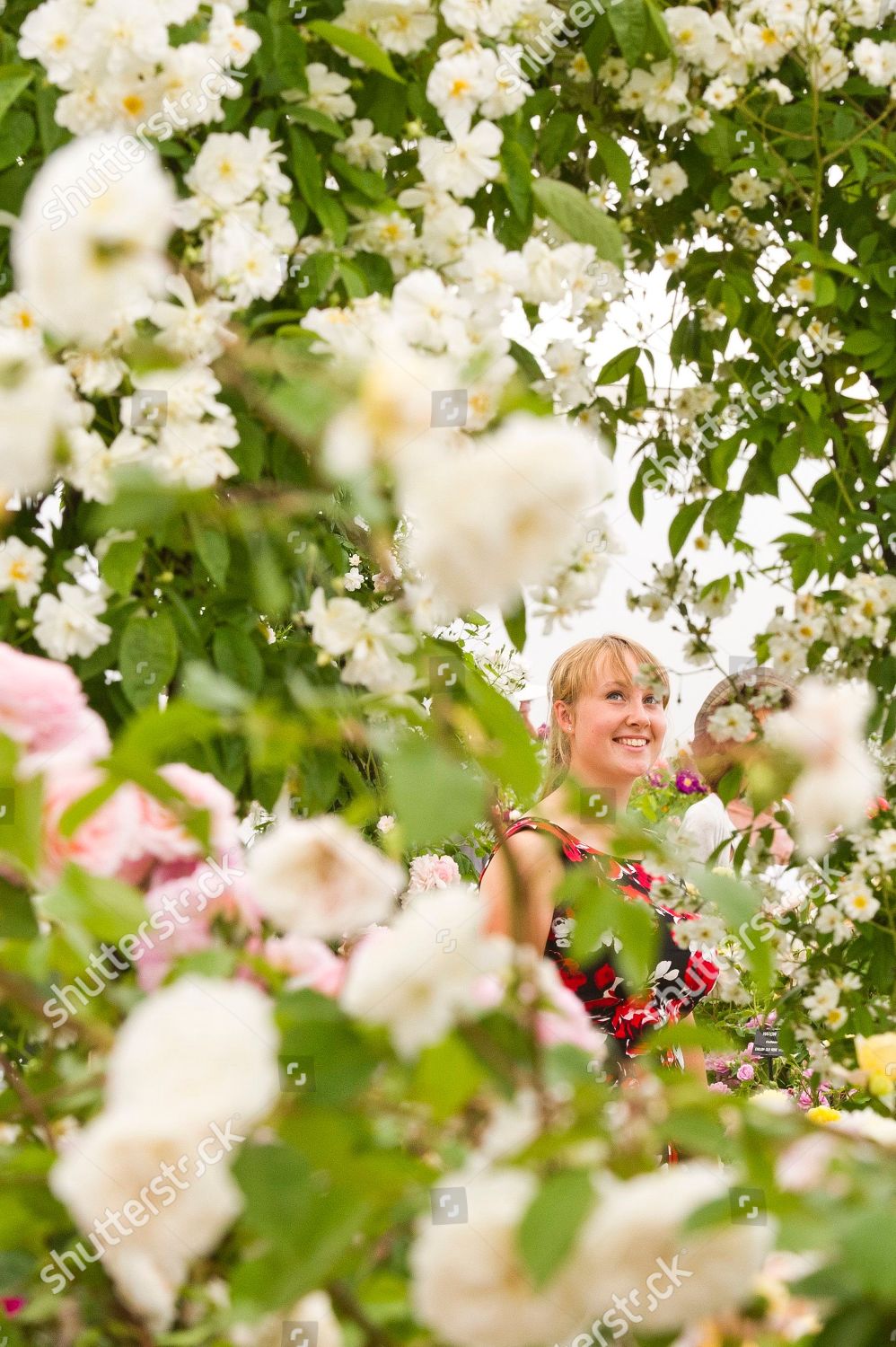 Francesca Camilleri Festival Roses Marquee Editorial Stock Photo ...