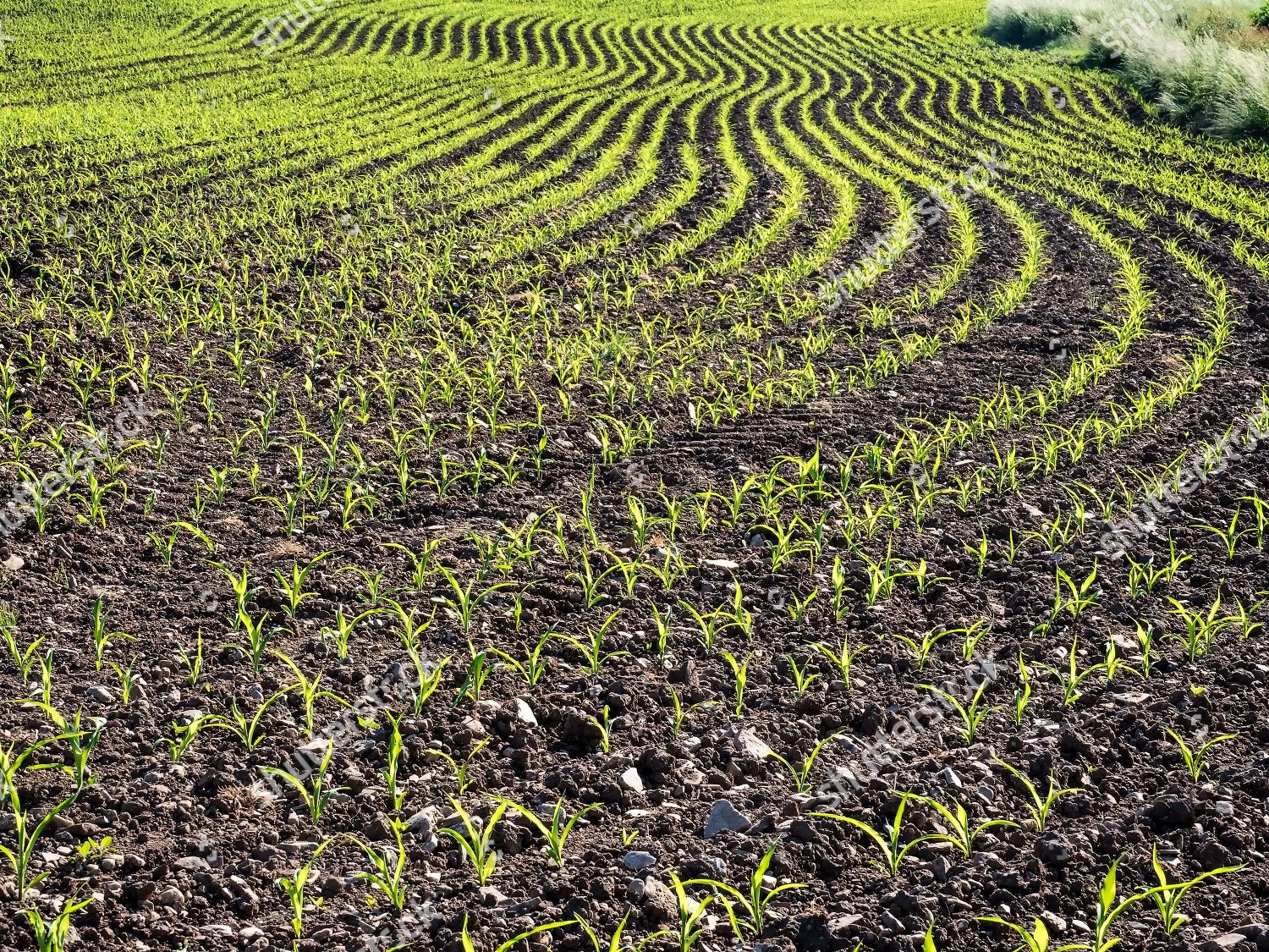 Young Crops Growing Field Sherburn Elmet Editorial Stock Photo - Stock ...