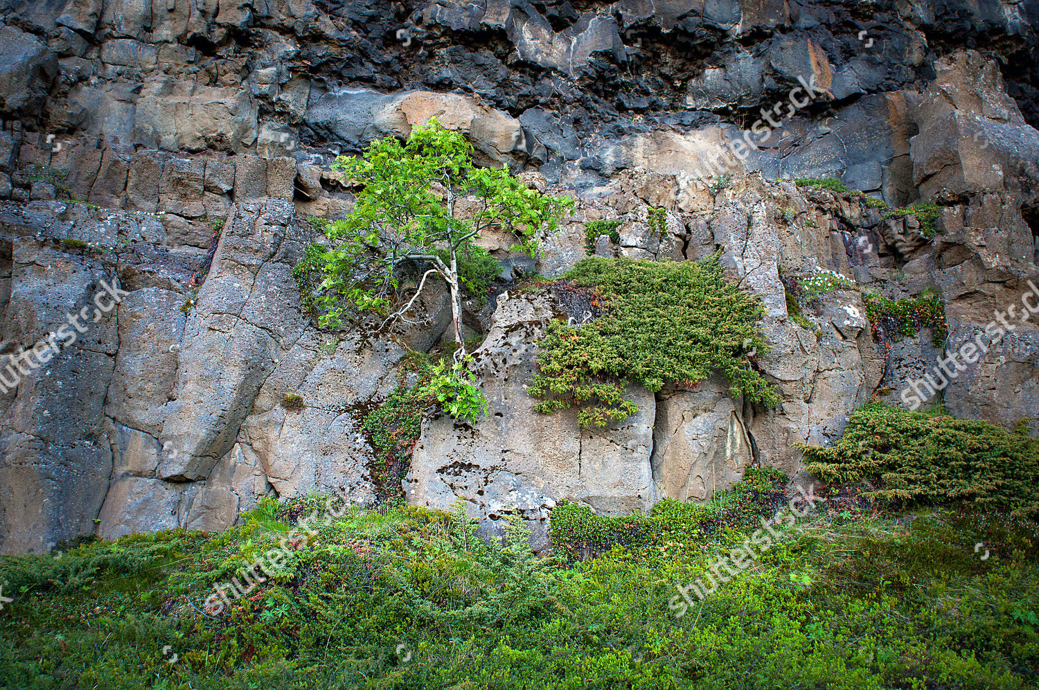 Iceland Trees Shrubs Ferns Find Their Editorial Stock Photo - Stock ...