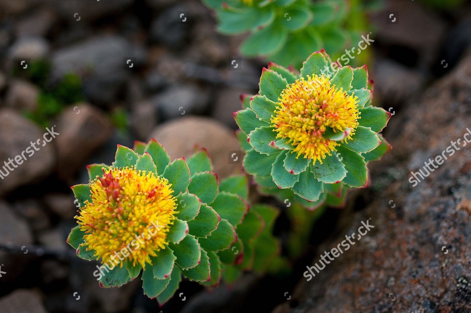 Wildflower Roseroot Tundra Above Skaftafellsjokull Glacier Editorial ...